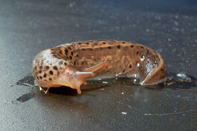 War Animals in Memory